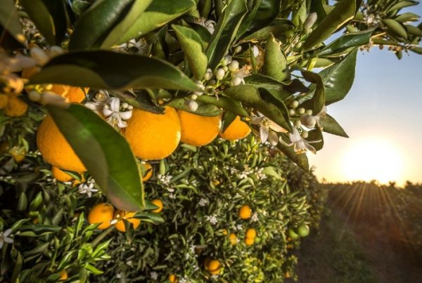 CitrusBR promotes the sustainability of Brazilian orange juice – CitrusBR
